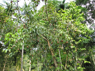 Nature shots: Marotti plant